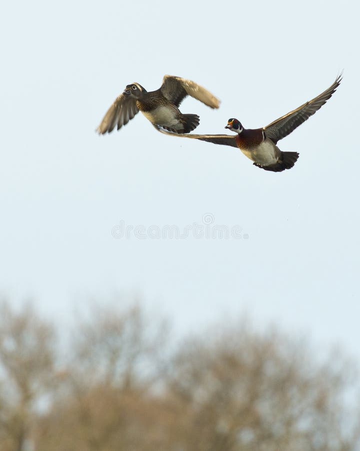 Flying Wood Duck stock image. Image of waterfowl, early - 87302681