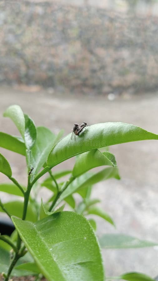 Flys in flying in love stock image. Image of love, animal - 320523655