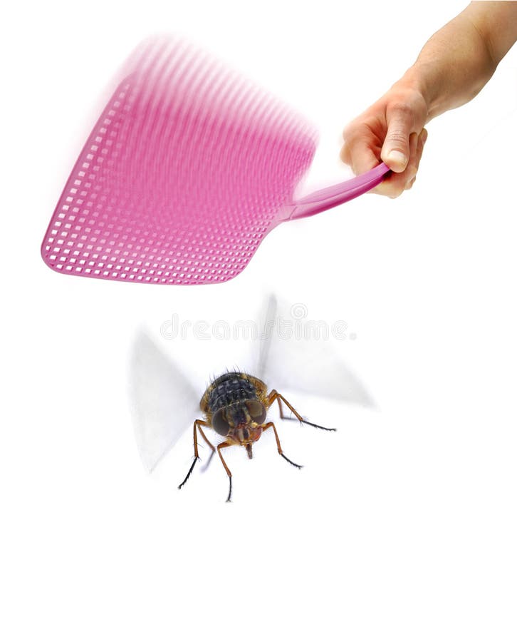 Flyswatter Fly Swat Insect Pest Swatter Stock Photo - Image of flies ...