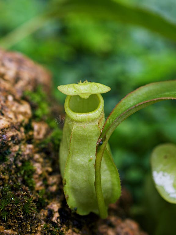 Flytrap Predatory Carnivorous Monkey Cups Plant, Tropical Pitcher ...