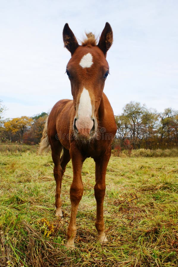 Foal stock image. Image of foal, grass, horses, horse - 16554403