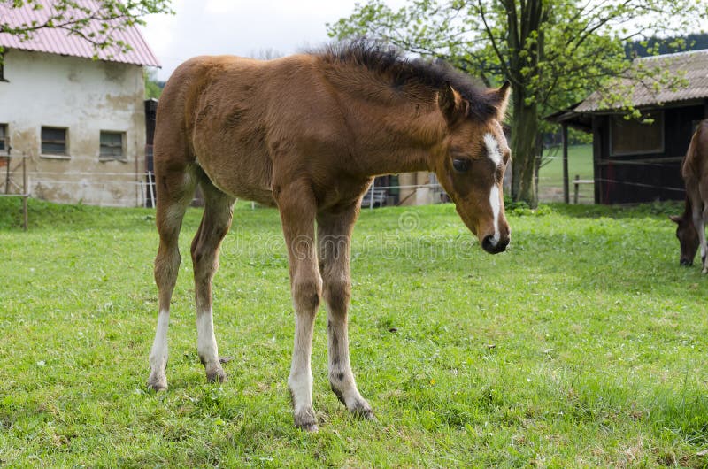 Foal stock photo. Image of playful, outdoors, alone, colt - 24851830