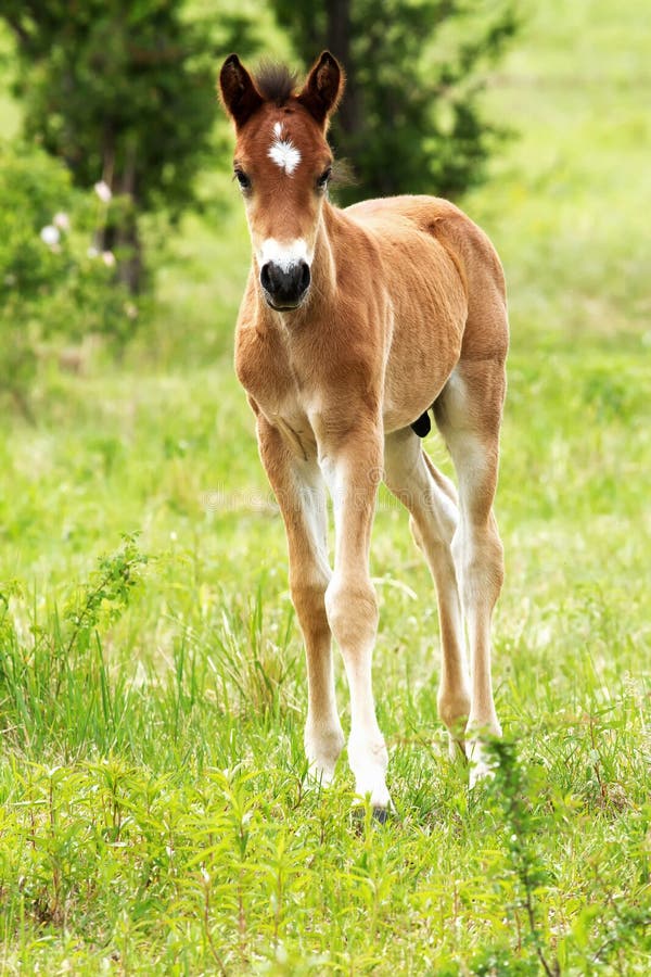 Foal Picture. Image: 205933