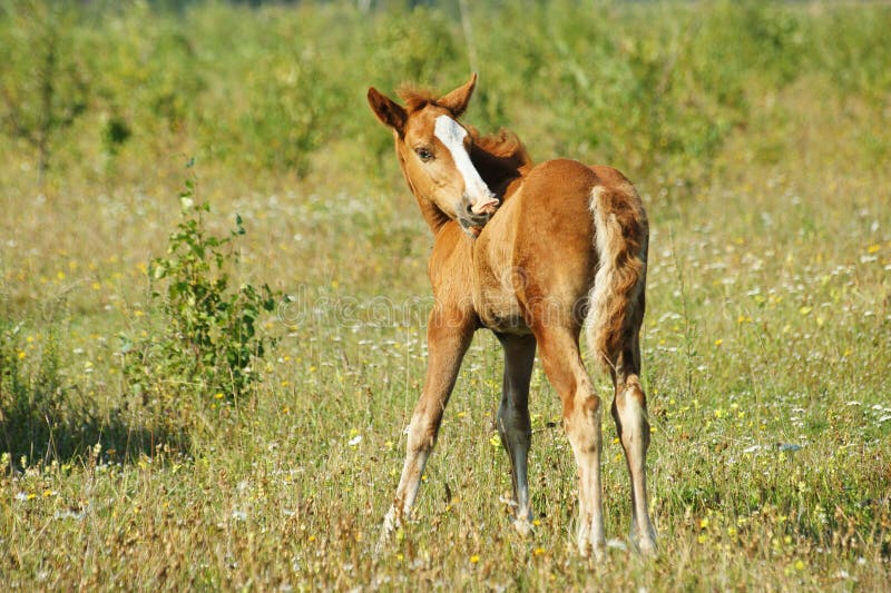 Foal Picture. Image: 205933