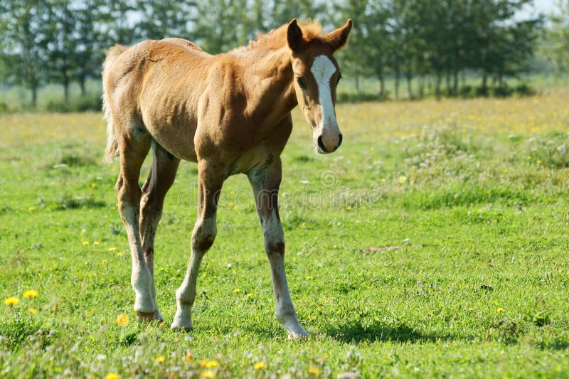 Foal Picture. Image: 205933