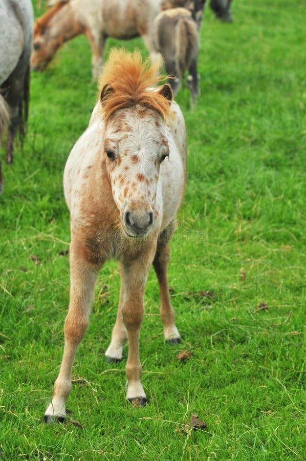 Foal from American Mini Horses Stock Image - Image of fily, little: 6014287