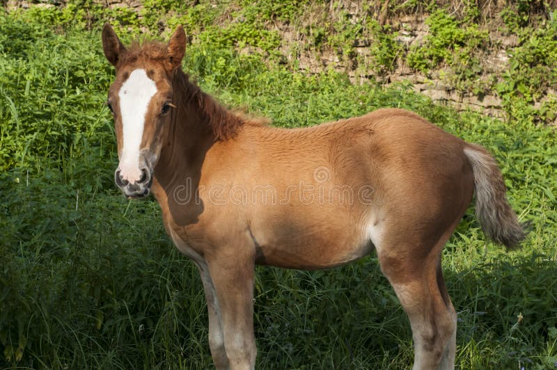 Dodder Illinois Prairie stock image. Image of hellbine - 49282693