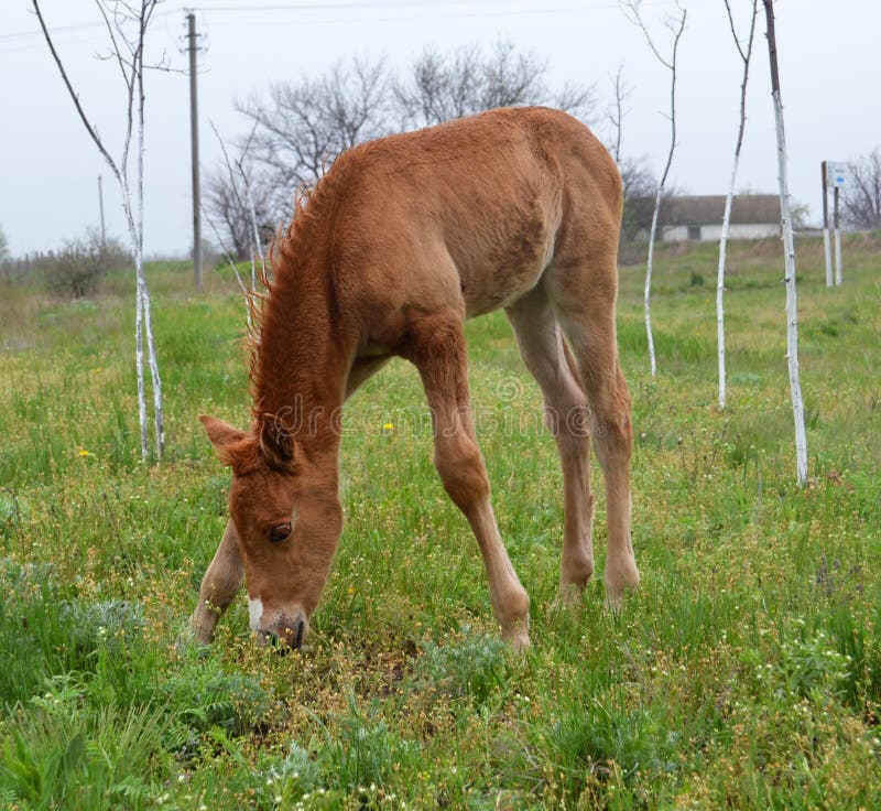 Foal stock photo. Image of stallion, spring, grass, colt - 40154868