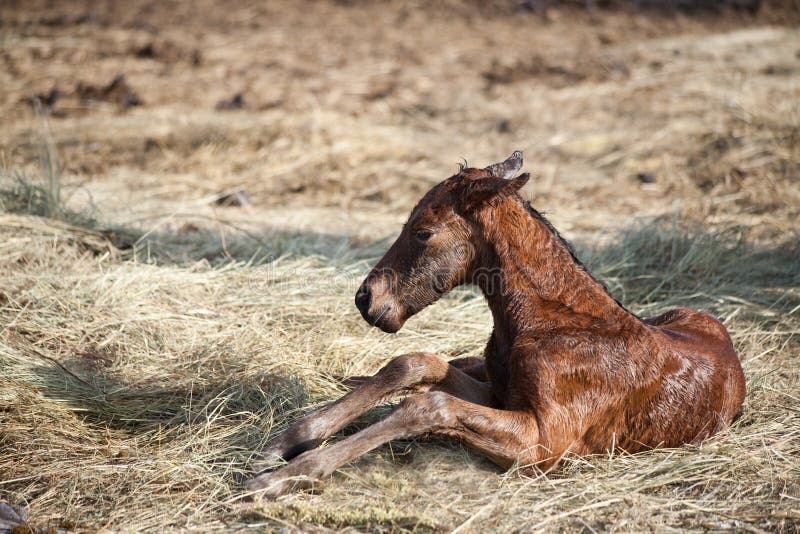 Puledro Neonato Che Prova A Bere Fotografia Stock - Immagine di foal ...