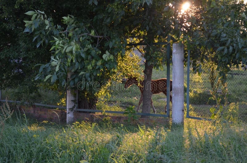 A foal behind the fence stock image. Image of foal, tree - 97745701