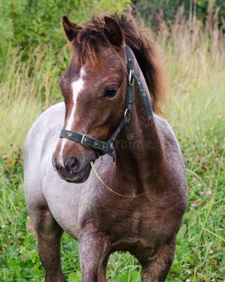 Colt Brown Suit Stock Photos - Free & Royalty-Free Stock Photos from ...