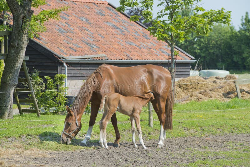 Foal drinking milk stock image. Image of agriculture - 31440345