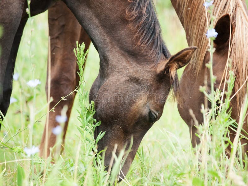 Foal Eating Grass with His Mom at the Pasture Stock Photo - Image of ...