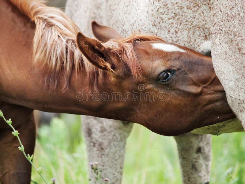Foal Eating Mom at the Pasture. Close Up Stock Photo - Image of mare ...