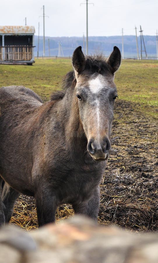 Foal farm stock image. Image of color, animal, grass - 50100383