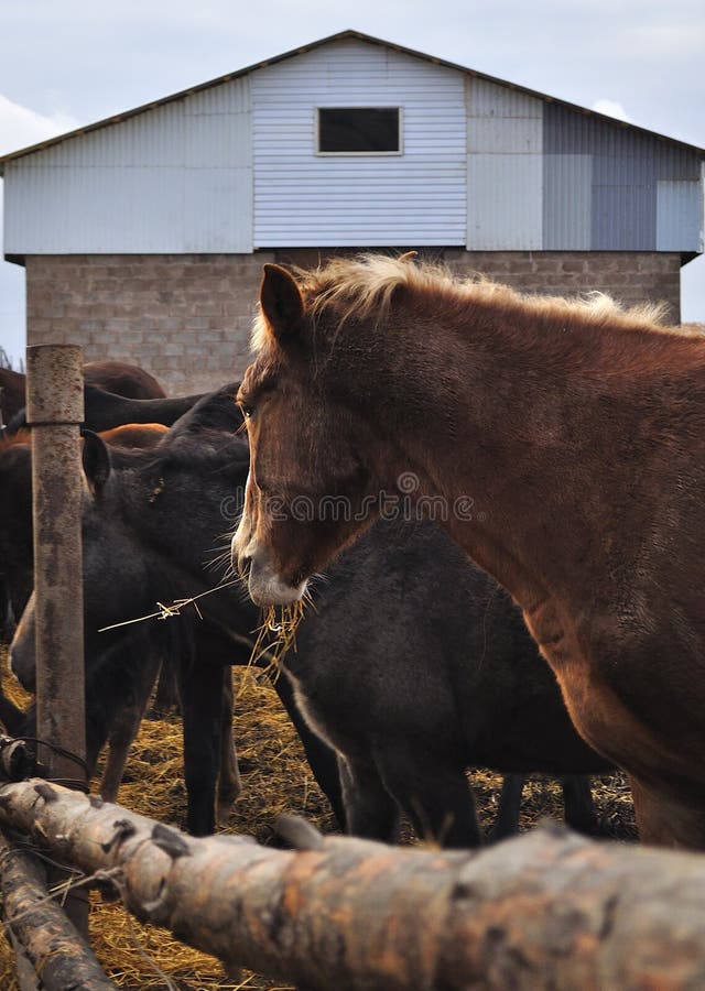 Foal farm stock image. Image of purebred, pasture, equestrian - 53693367