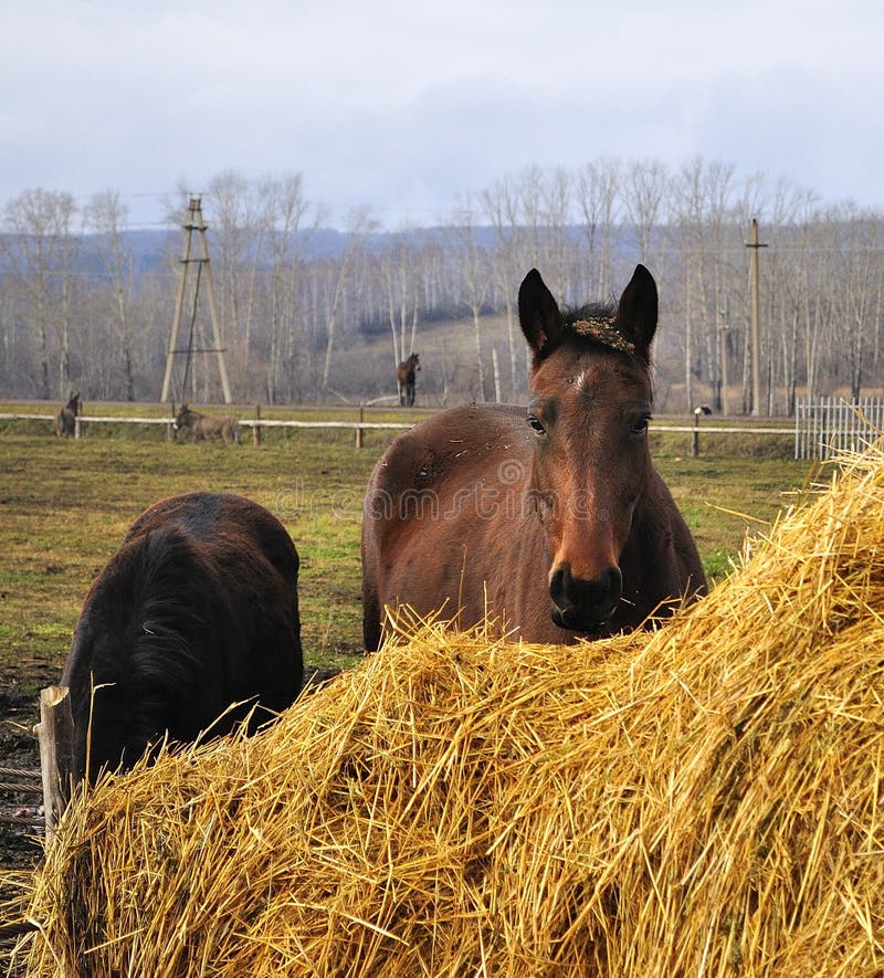Foal farm stock image. Image of affection, nature, horizontal - 53693375