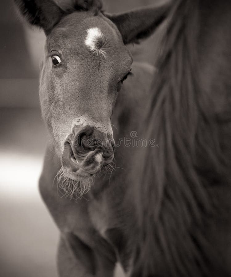 Foal with Funny Face by Mare Stock Image - Image of suckling, horse ...
