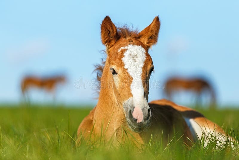 Foal Having a Rest in the Pasture. Stock Image - Image of single ...