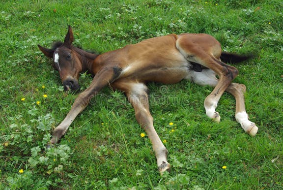 Foal from Lipitan race stock photo. Image of show, riding - 11686456