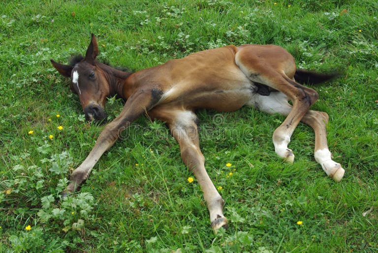Foal from Lipitan race stock photo. Image of show, riding - 11686456