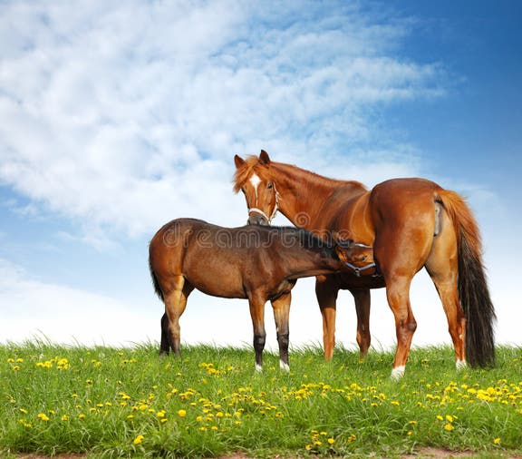 Foal and mare stock image. Image of equine, sorrel, brown - 3857985