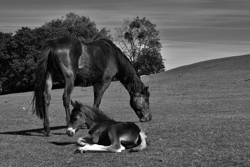 A foal and a mare stock image. Image of company, foal - 173062975