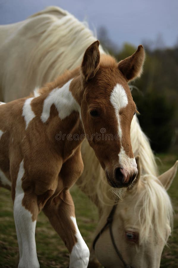 Foal stock photo. Image of countryside, nature, merriment - 64658324