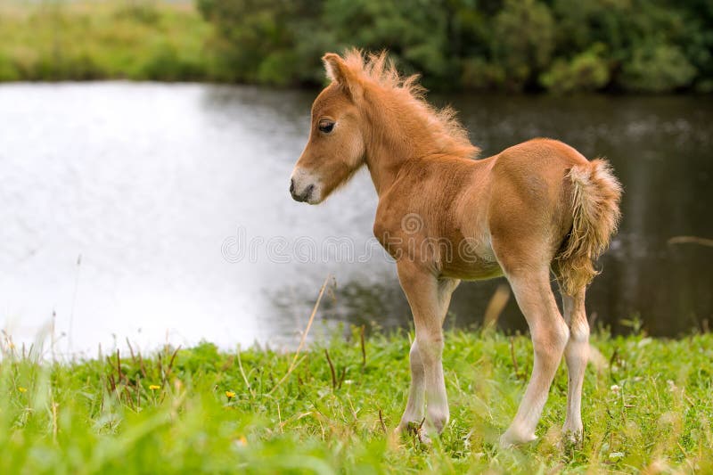 Foal mini horse Falabella stock photo. Image of stallion - 26284538