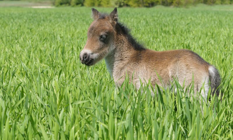Foal pony stock photo. Image of grass, green, beauty, outdoors - 6289732