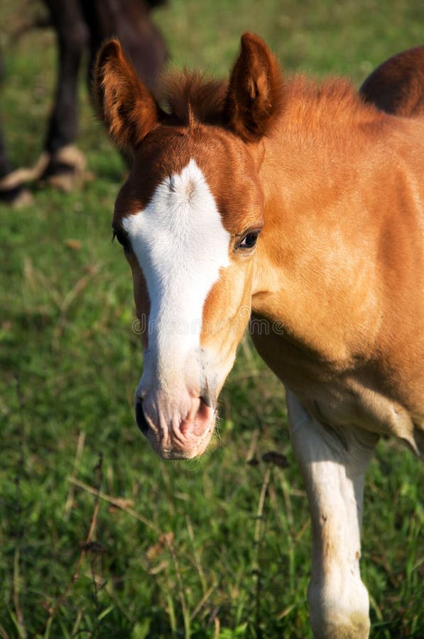 Foal portrait stock photo. Image of foal, looking, moving - 9486110