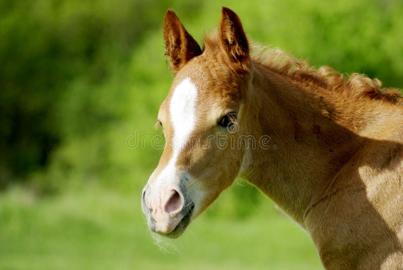 Foal portrait stock photo. Image of foal, looking, moving - 9486110