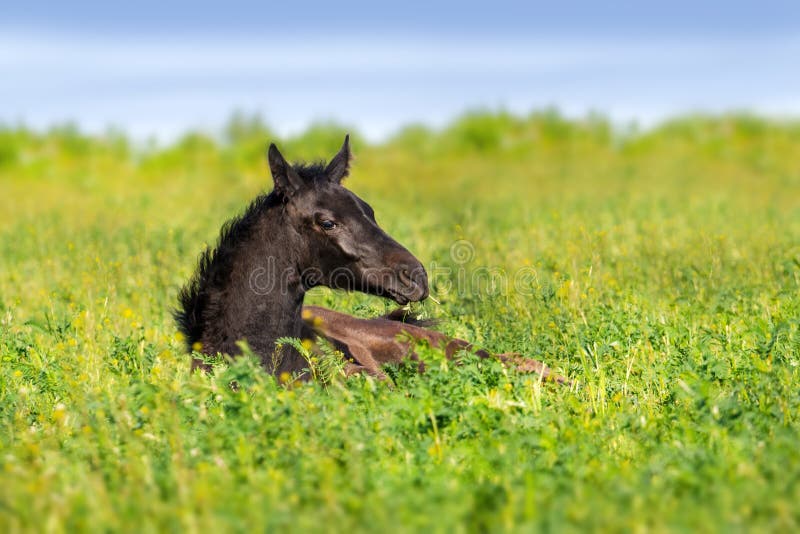 Foal rest stock photo. Image of field, thoroughbred, domestic - 56402694