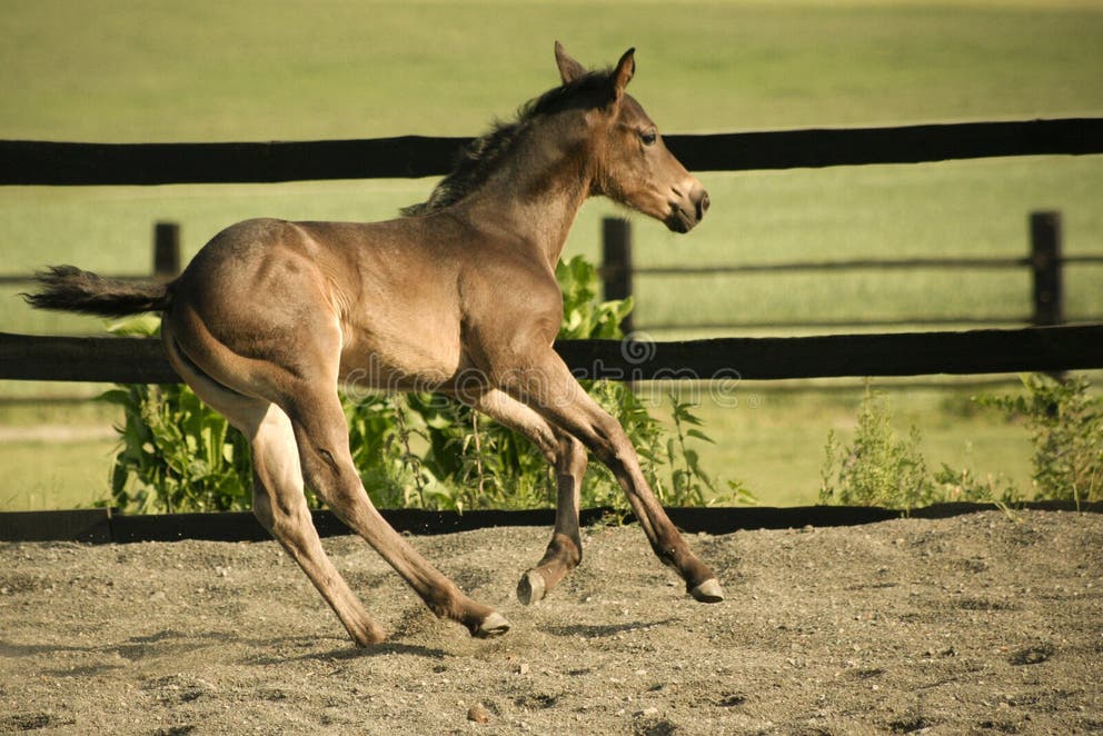 Foal run stock image. Image of foal, hair, farm, young - 23443149