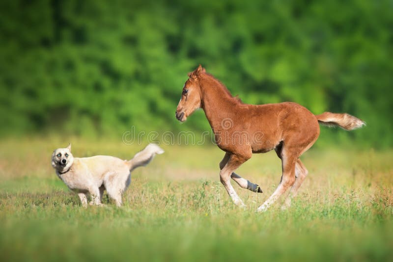Colt and dog stock photo. Image of beautiful, mammal - 150237076