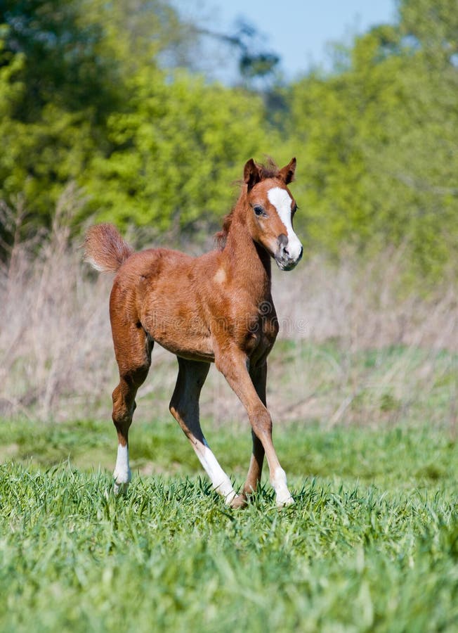Foal running stock photo. Image of emotions, little, arabian - 24640150