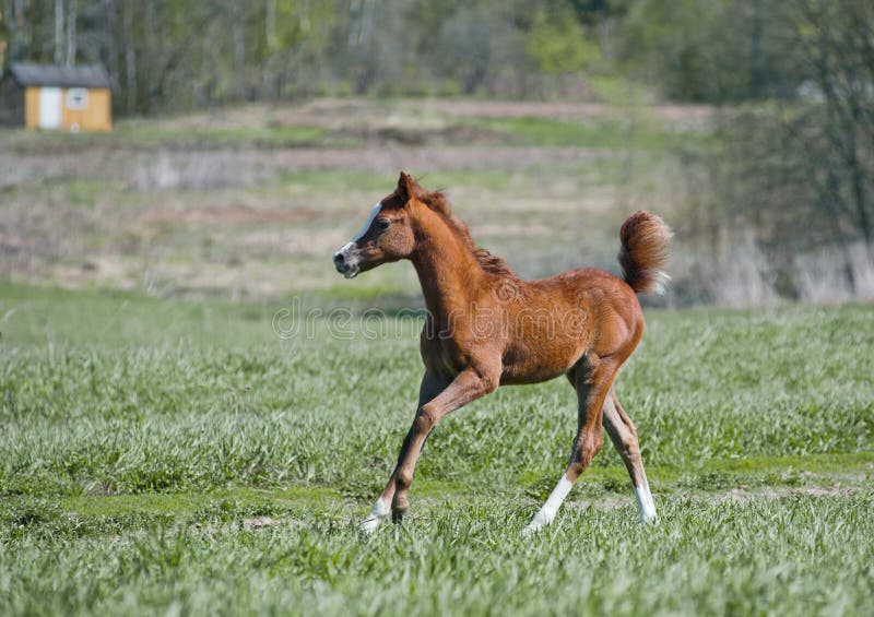 Foal running stock photo. Image of emotions, little, arabian - 24640150