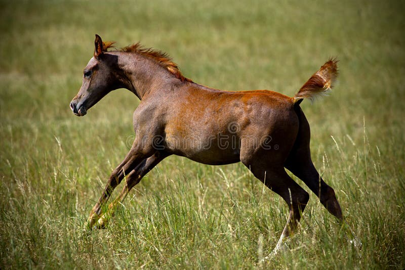 Little Foal Running On Pasture Stock Image - Image of mare, horse: 22623925