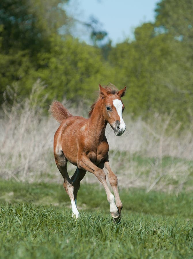 Foal running stock photo. Image of arabian, female, forward - 51001118