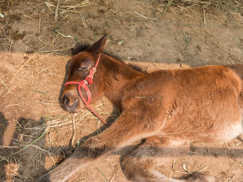 A foal in the stable stock image. Image of sleepy, dark - 71611553