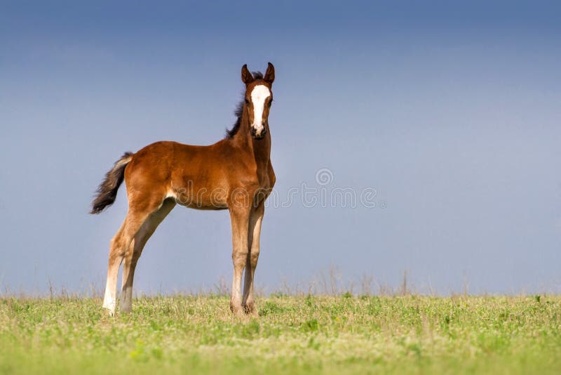 Foal stand exterior stock photo. Image of equestrian - 69832196
