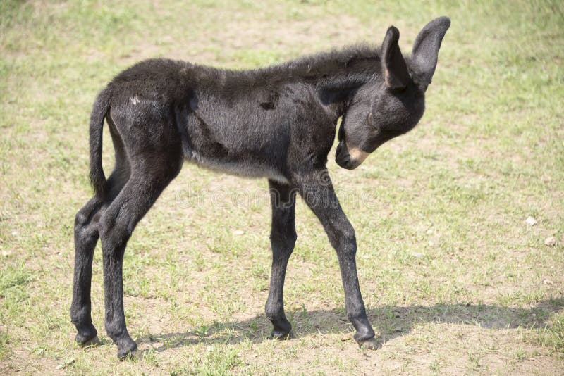 Foal woke up stock photo. Image of domestic, cute, animals - 33580626