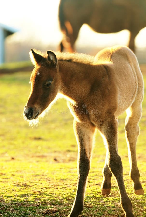 Foaling around stock photo. Image of stance, equine, breed - 4368976