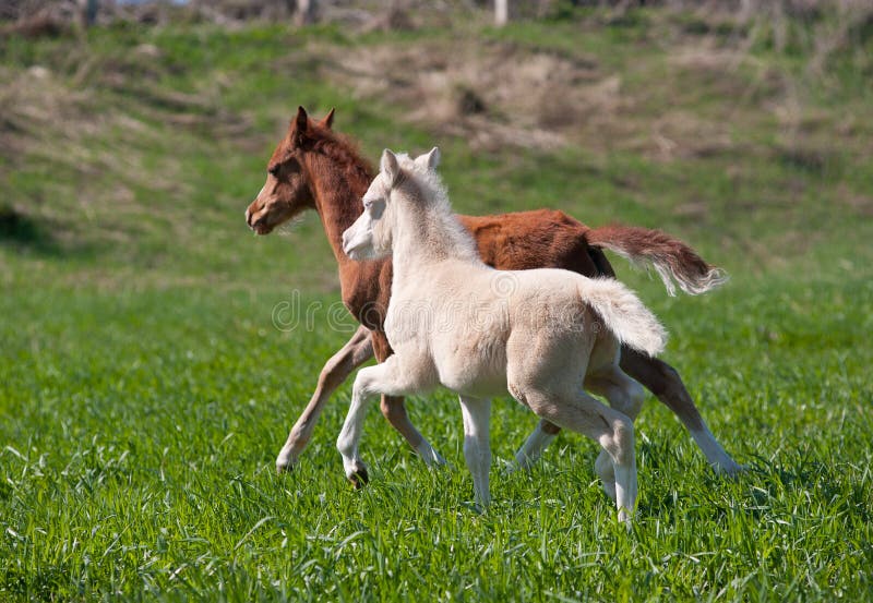 Two foals playing stock photo. Image of hoof, runner - 11505866