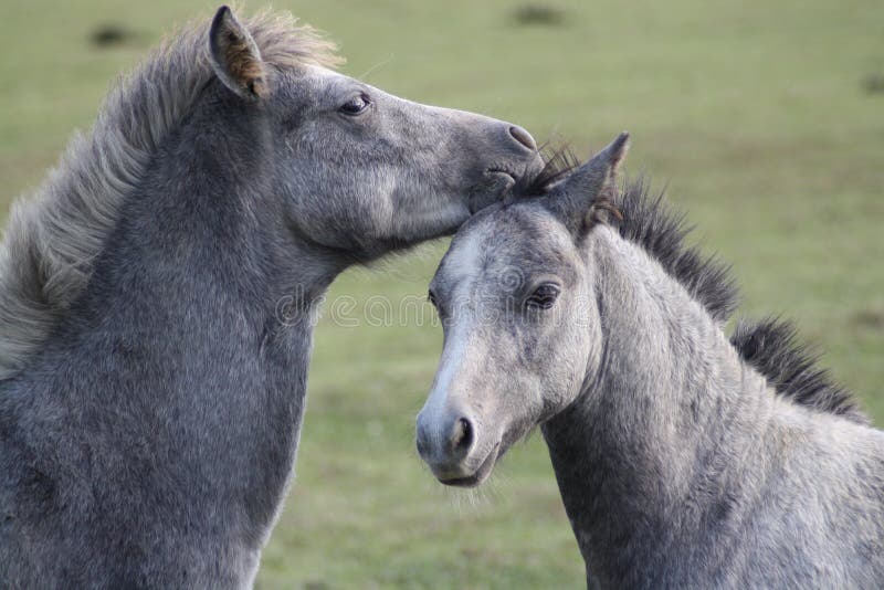 Two Foals are Playing Together Stock Photo - Image of little, dinky ...