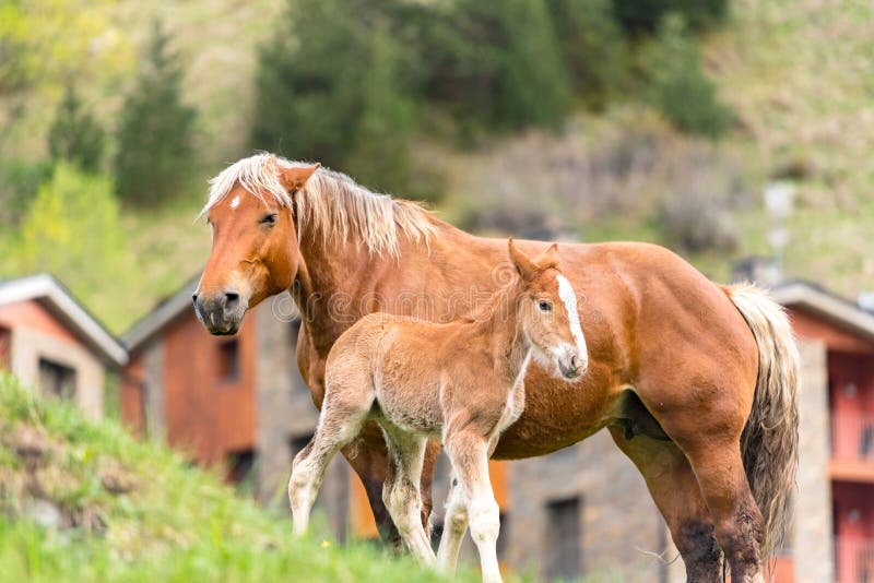 Foals on a summer pasture stock photo. Image of equine - 181190648