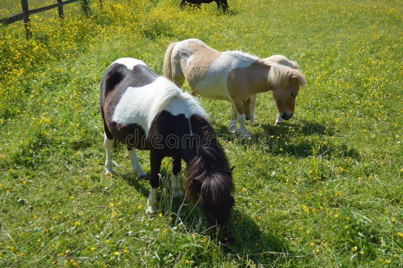 2 foals stock image. Image of animal, young, foals, horses - 82286067