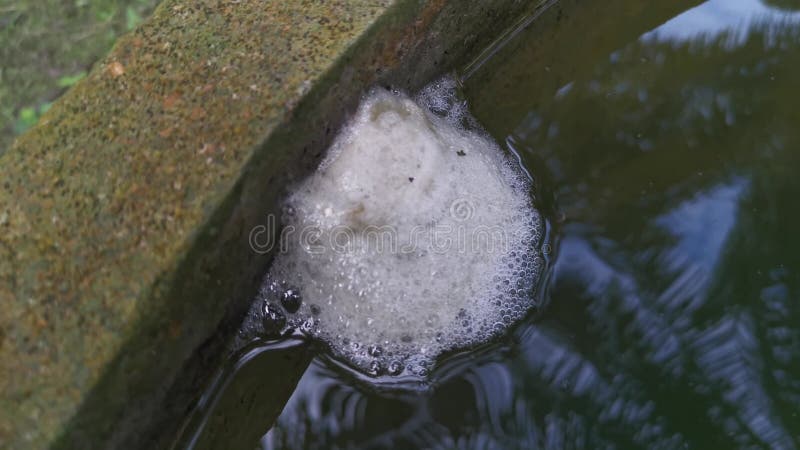 Foam Nest of Frog`s Egg Floating on the Surface Water. Stock Footage ...