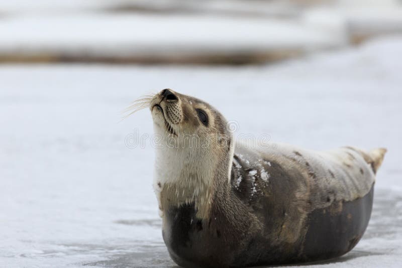 Foca De Groenlandia (groenlandicus Del Pagophilus) Foto de archivo ...