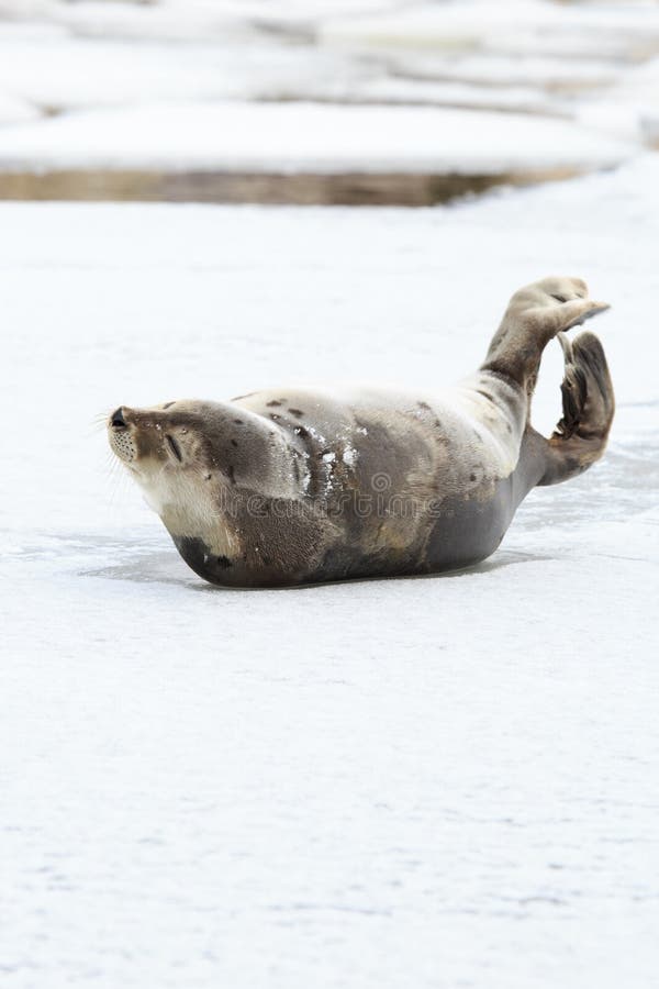 Foca De Groenlandia Joven De Groenlandia Imagen de archivo - Imagen de ...
